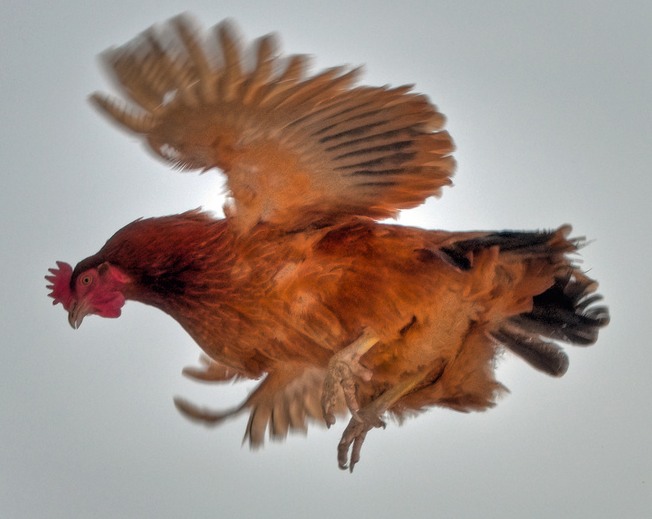 The Friday Fillip: Chickens in the Air - Slaw